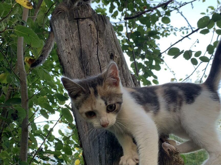 Отдаю Хвостиков добрые руки