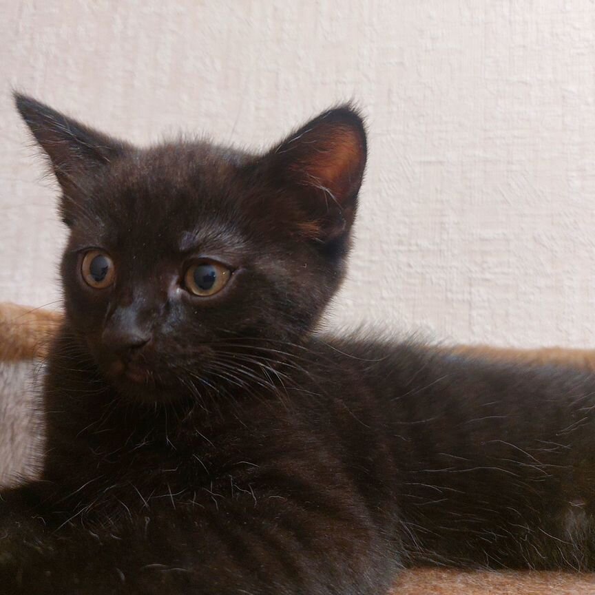 Кошечки 2 месяца, метисы. Отдам в добрые руки