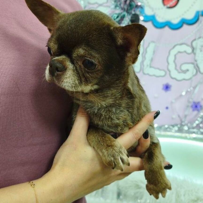 Чихуахуа, взрослая собака