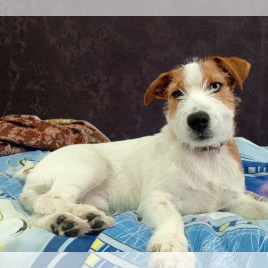 Джек рассел терьер щенок мальчик