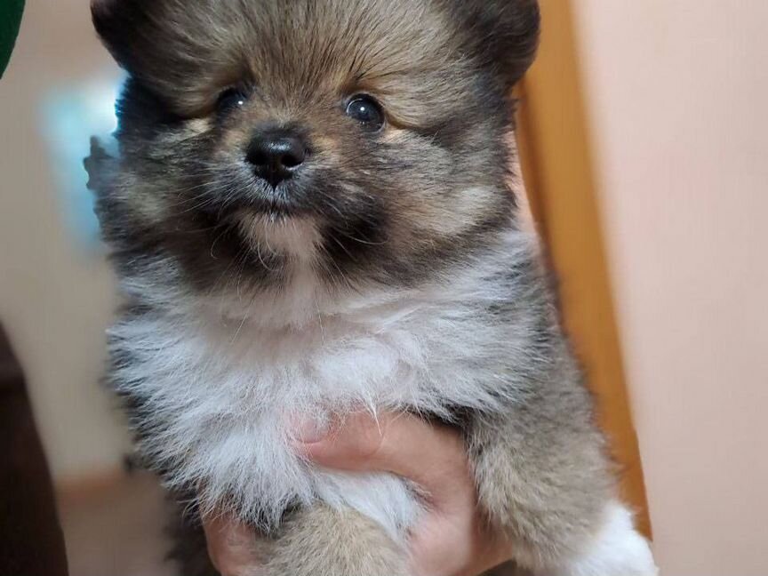 Немецкий шпиц