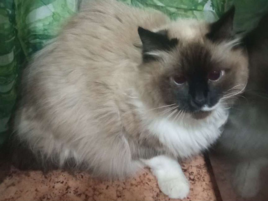 Кто потерял котика
