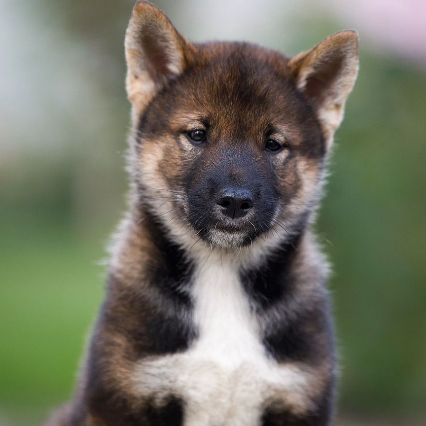 Щенки сикоку - редкая японская порода