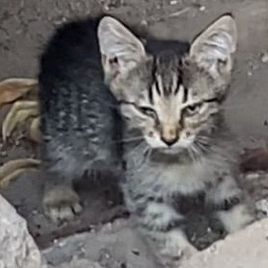 Погибает котенок от голода и без воды