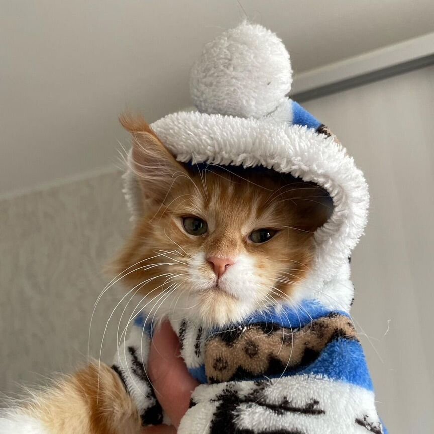 Котята мейн-кун