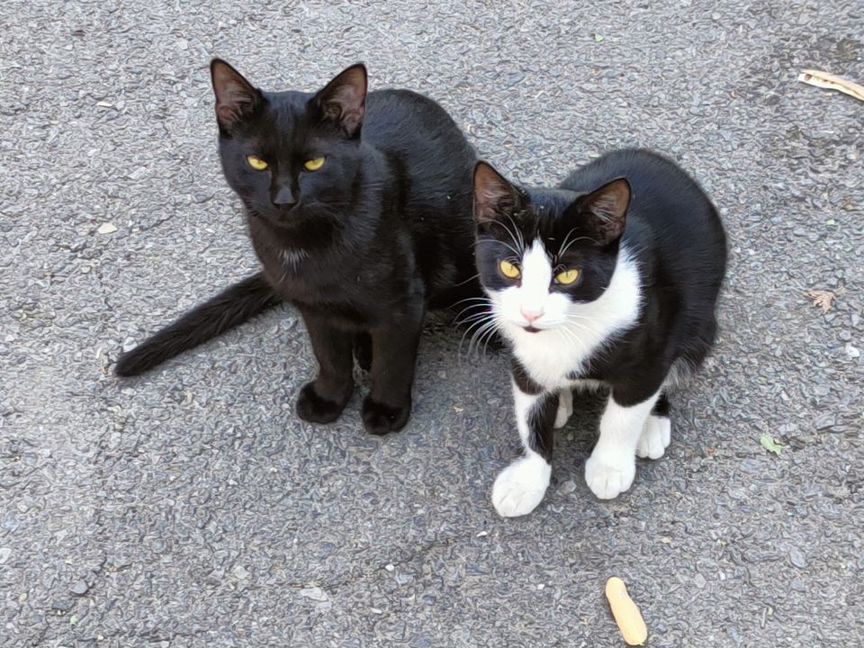 Бездомные молодые котики и кошечка