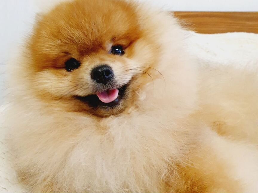 Шпиц мини померанский для вязки