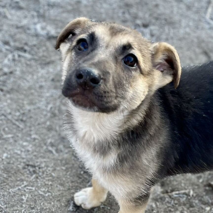 Выбросили малышку. Щенок в добрые руки