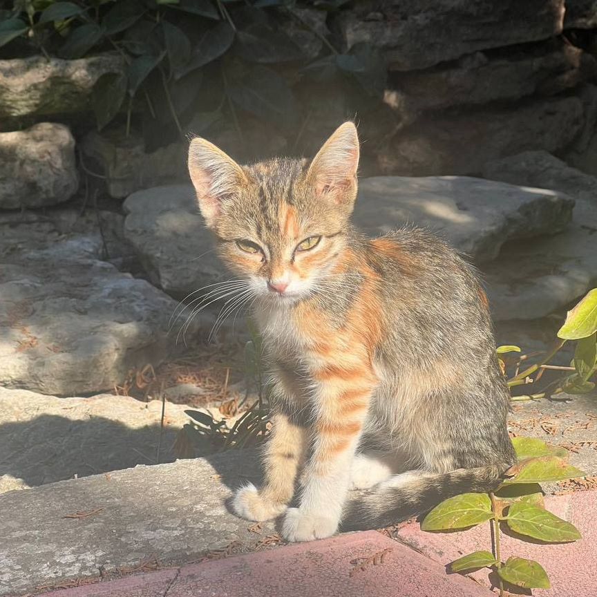 Котенок бесплатно
