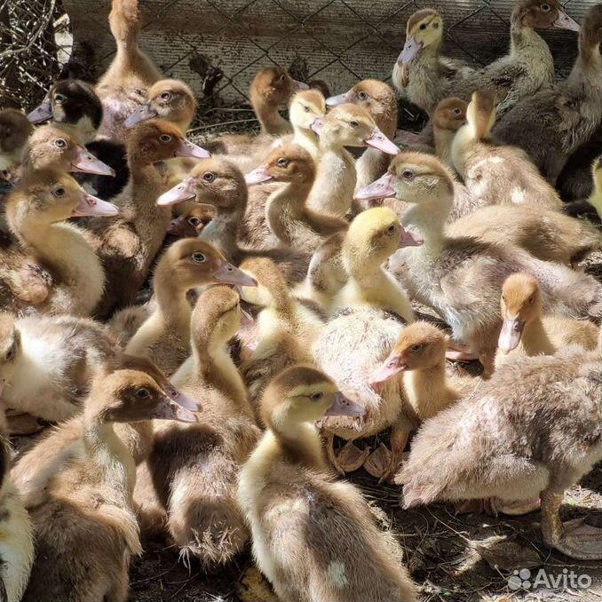 Мускусные утки индоутки индоутята