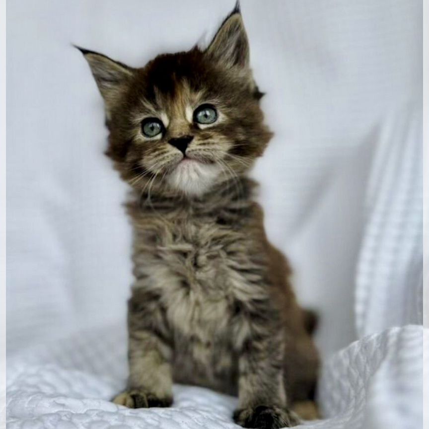 Мейн-кун котёнок