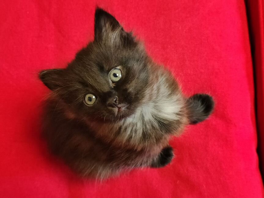 Котенок, черный котенок, кошка