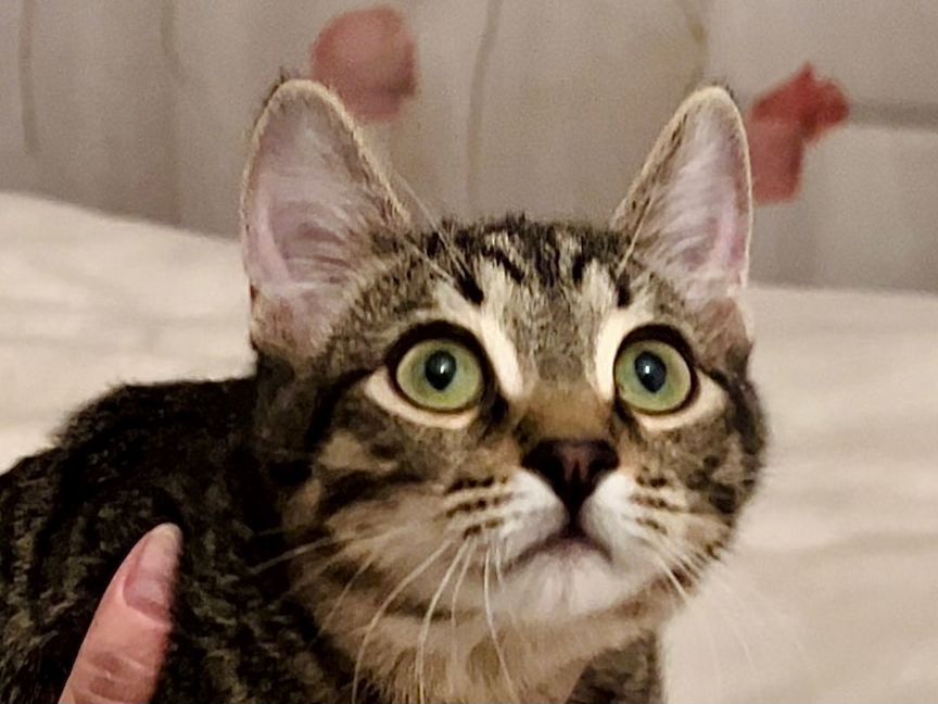 Котенок тигровый в добрый руки