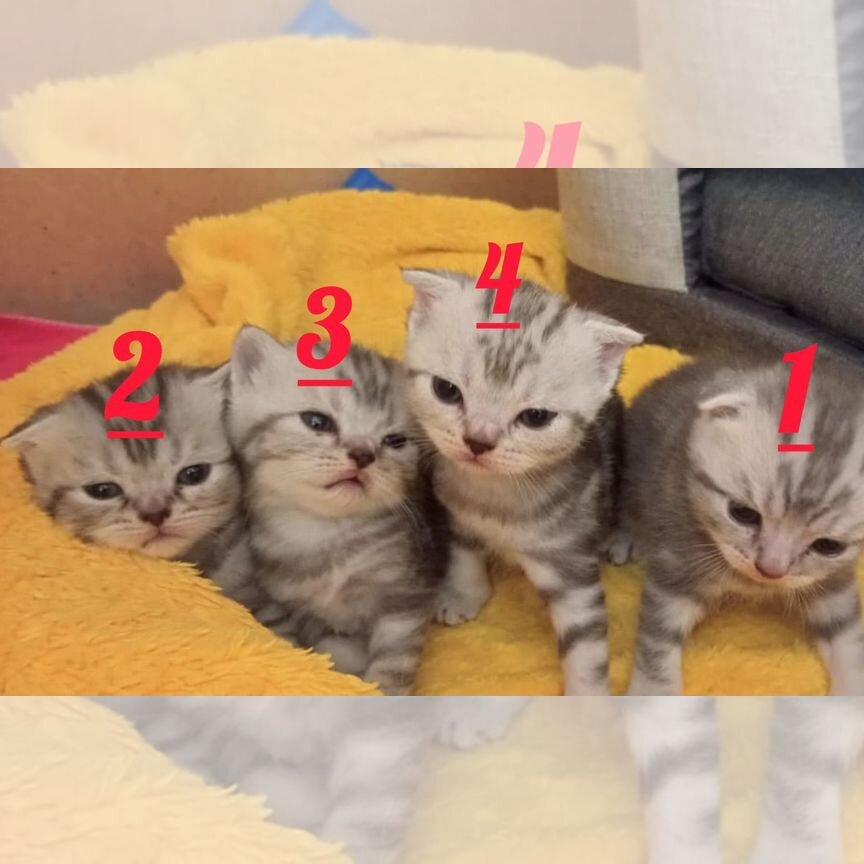 Шотландские вислоухие котята