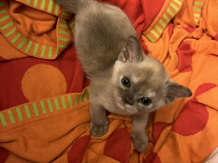 Бурманская котенок