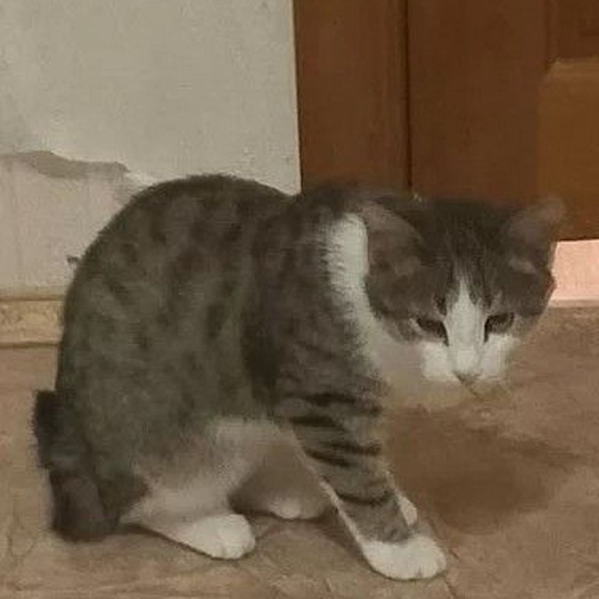 Скромный котик, породы бобтейл 4мес