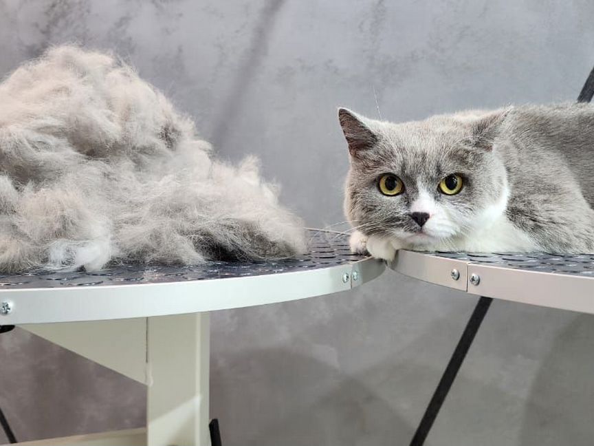 Прекрасная Молли Надёжному хозяину. Стерилизована