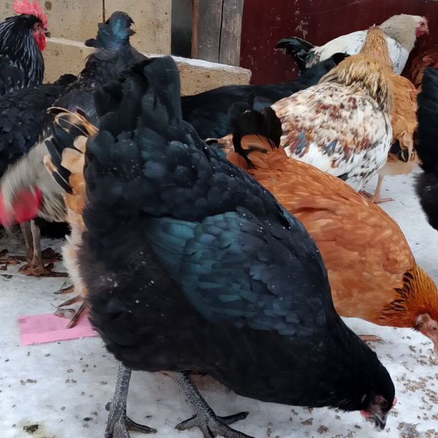 Куры молодки несушки 4 мес