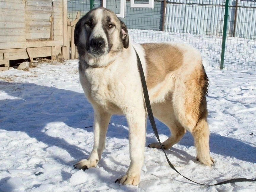 Среднеазиатская овчарка в добрые руки