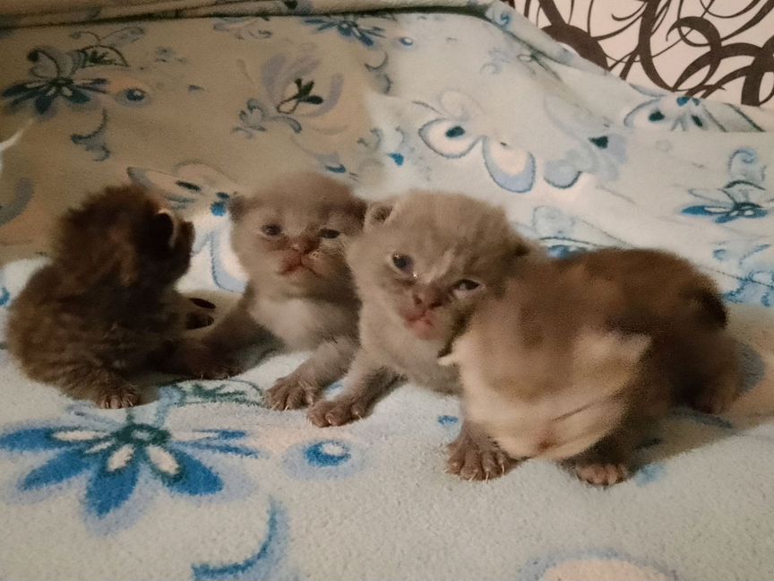 Шотландские прямоухие котята