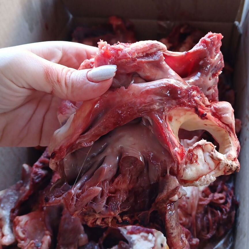 Мясо говядина для собак