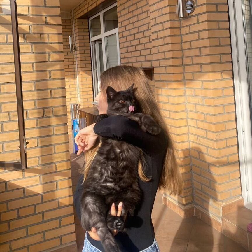 Британский короткошёрстный, взрослый кот