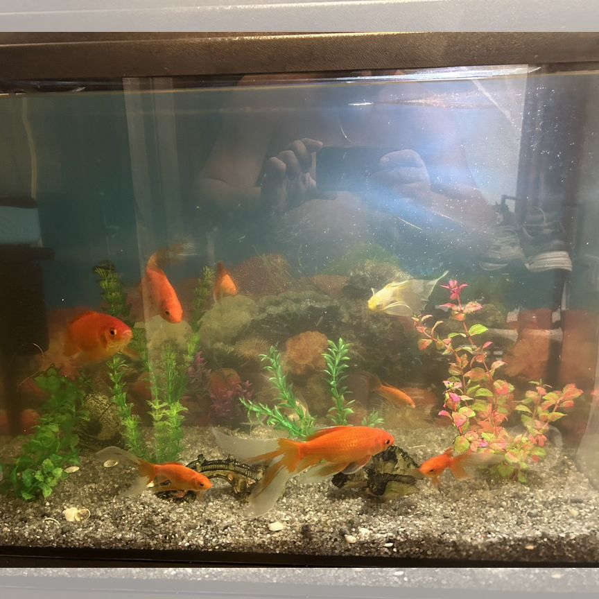 Аквариум 100 литров