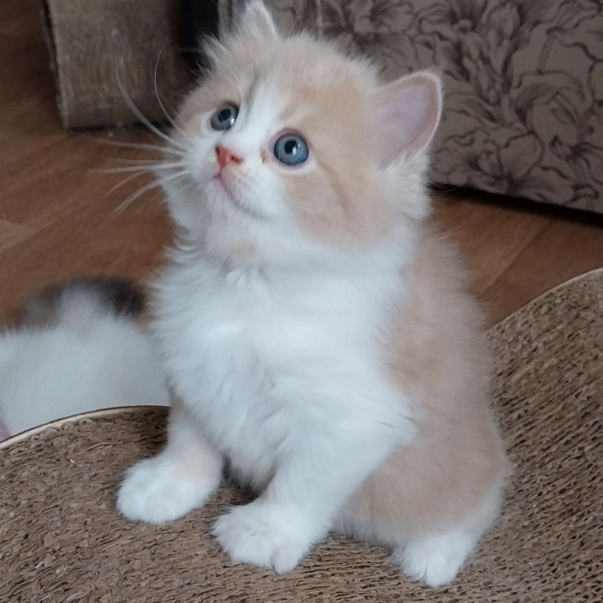 Шотландские котята красный мрамор