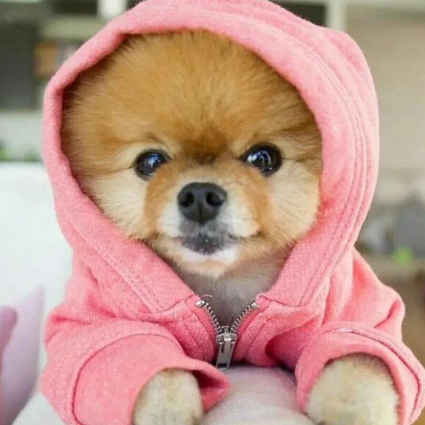 Лот для собак