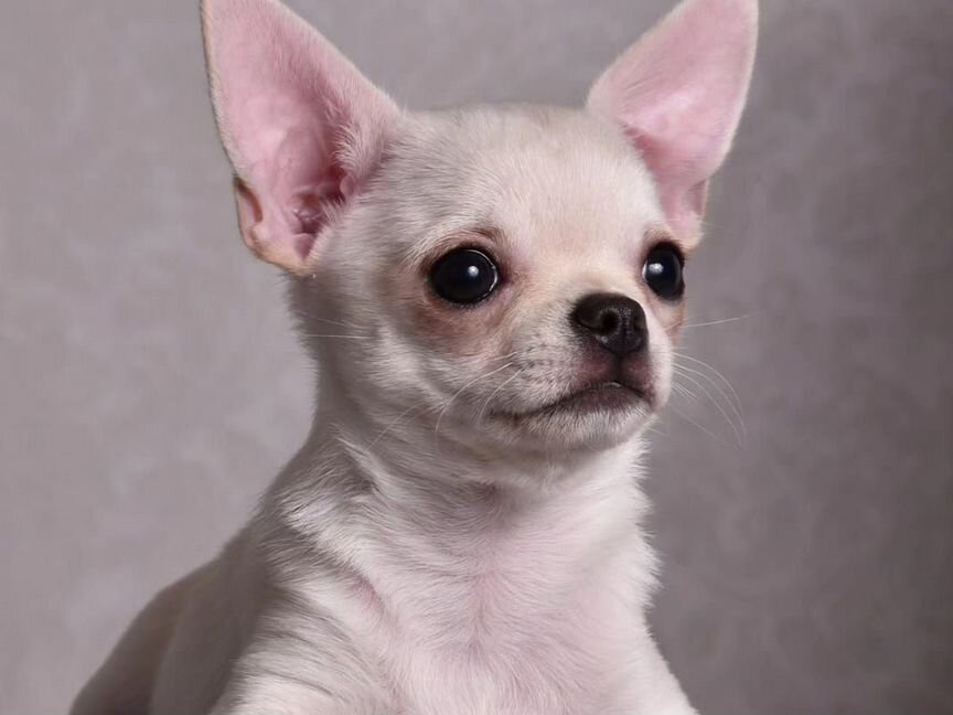 Маленький красавчик