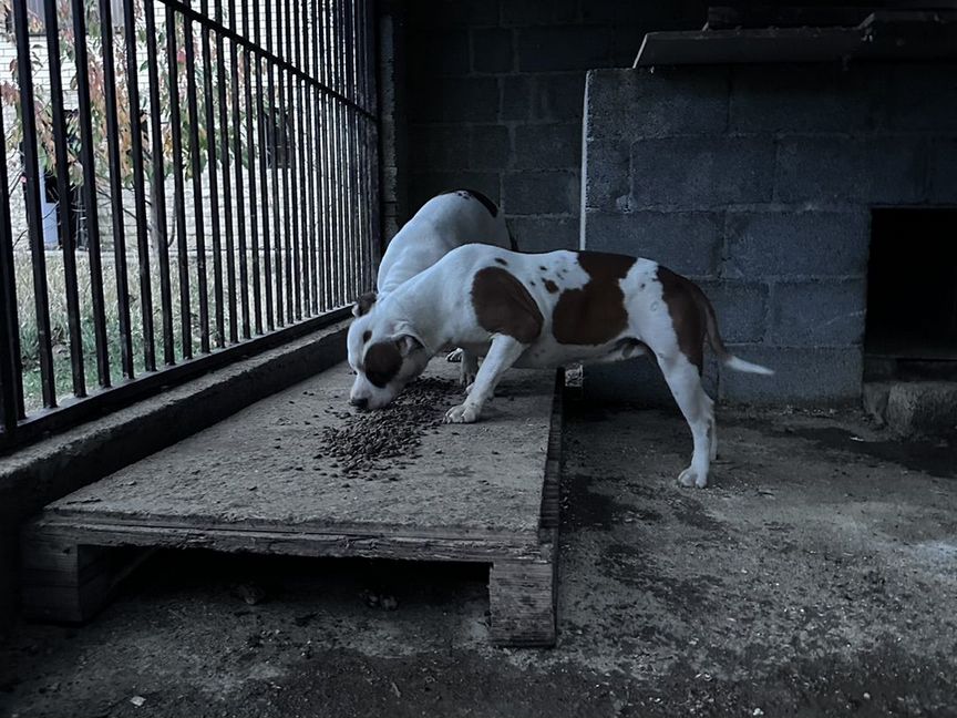 Стаффордширский терьер