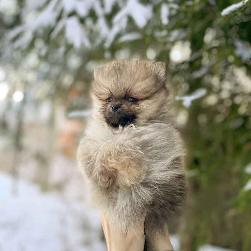 Шпиц супер мини