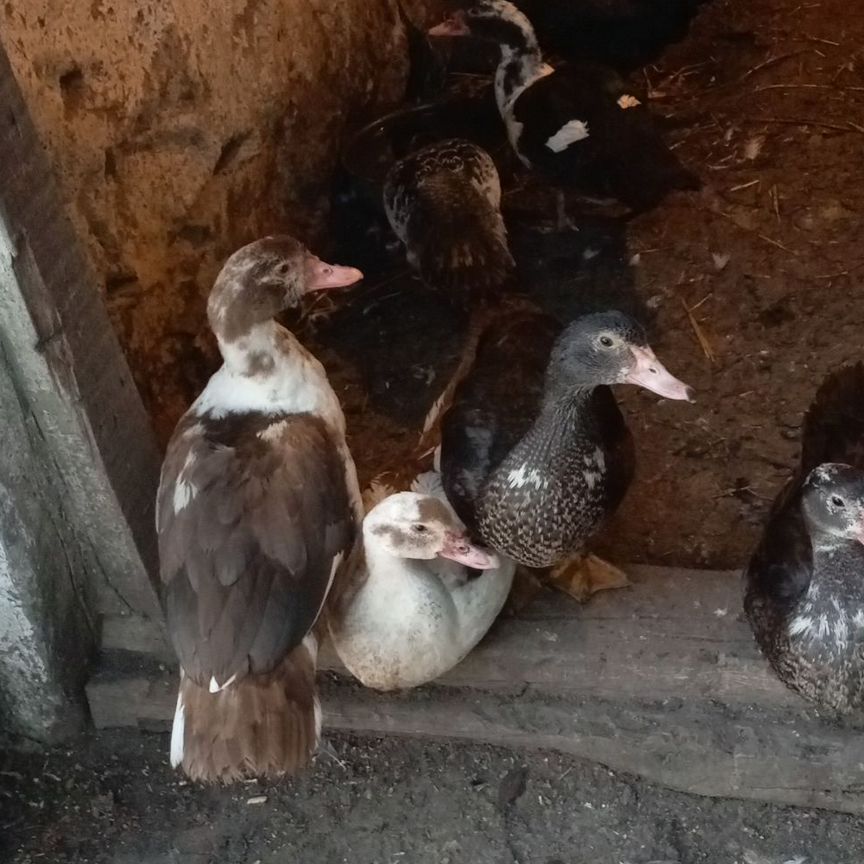 Мускусные утки индоутки индоутята