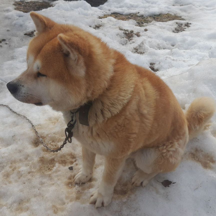 Акита-ину, взрослый пёс