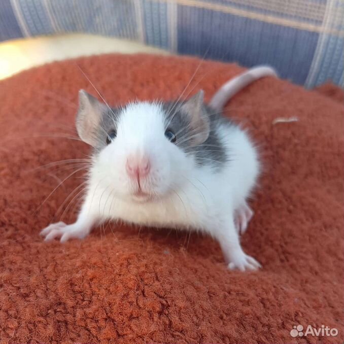 Крысы Дамбо, Стандарт