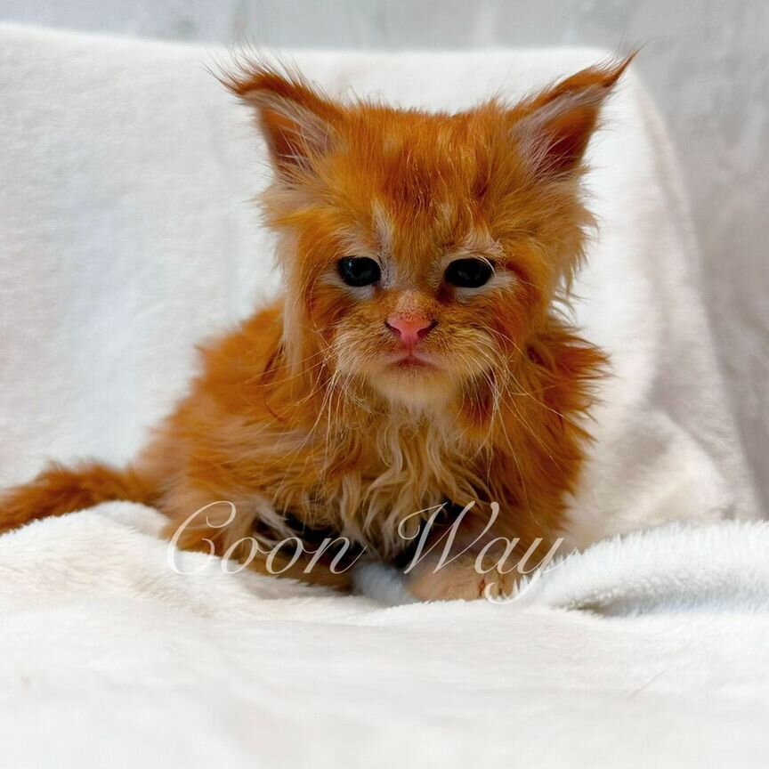 Мейн-кун котёнок