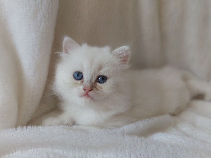 Продаются котята шиншиллята