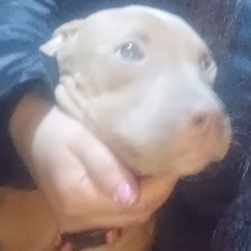 Американский питбультерьер, щенок