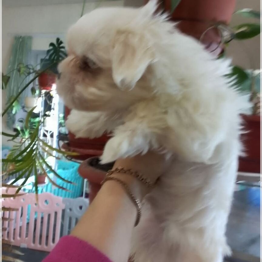 Мальтийская болонка, щенок