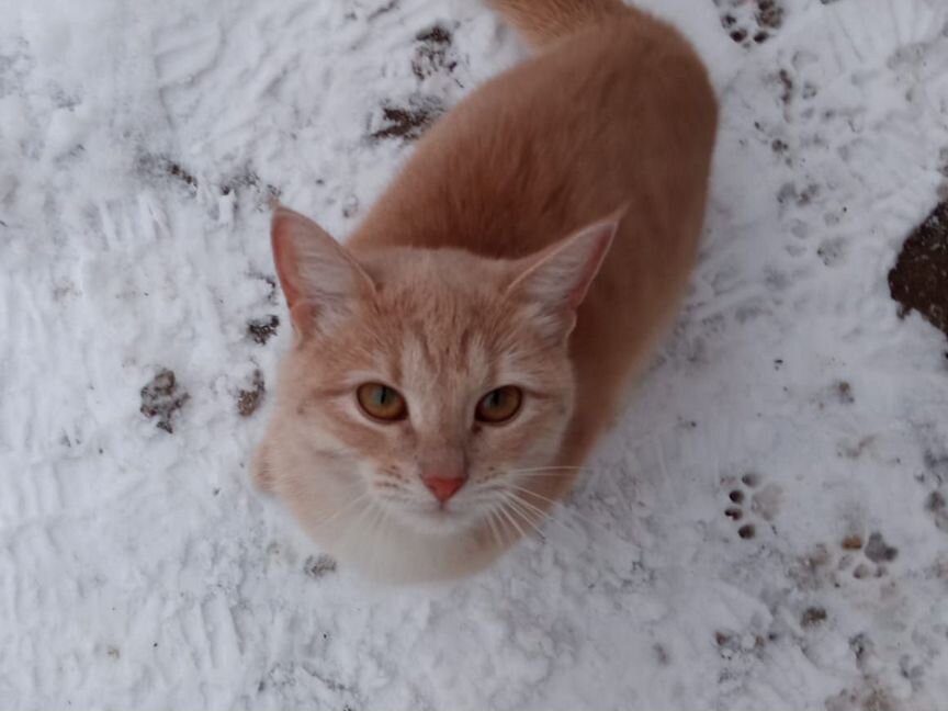 Кошка