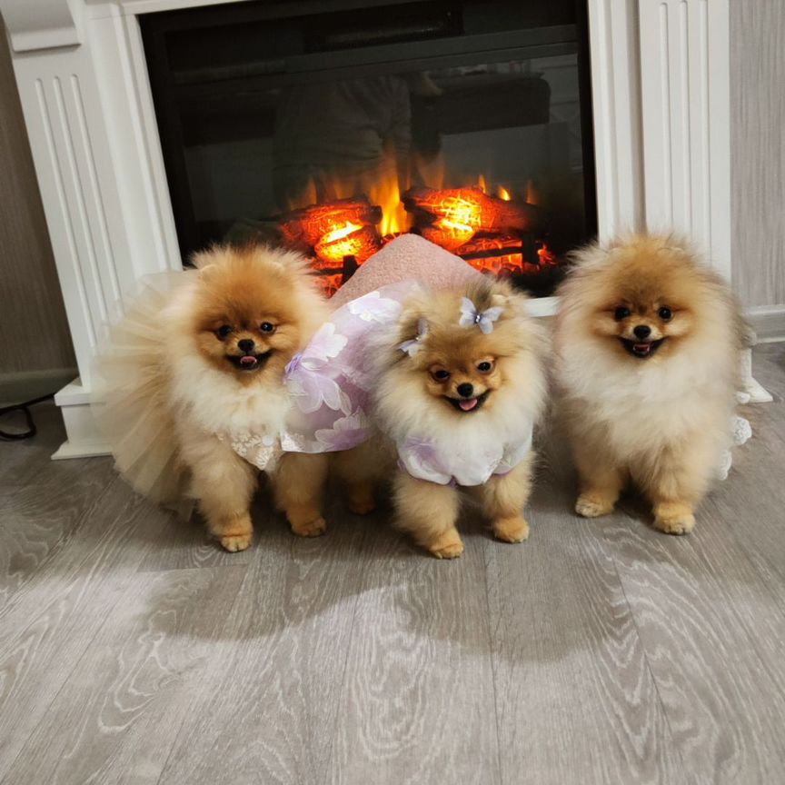 Супер девочки померашки