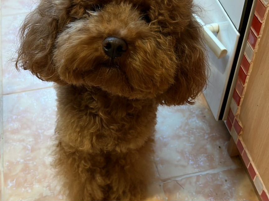 Той-пудель для вязки