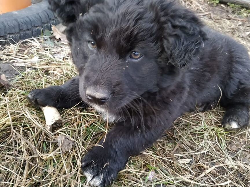 Лучшая девочка на деревне ищет хозяина