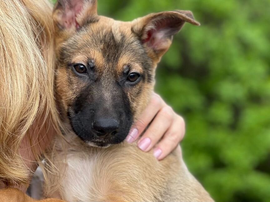 Щенок-мальчик