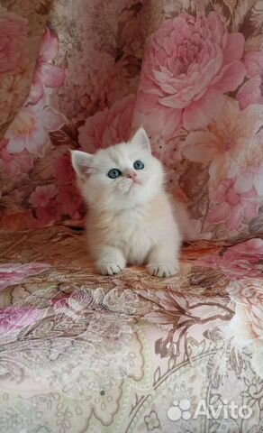 Мальчик BRI NS11