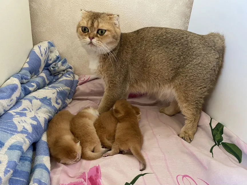Золотые шотландские котята