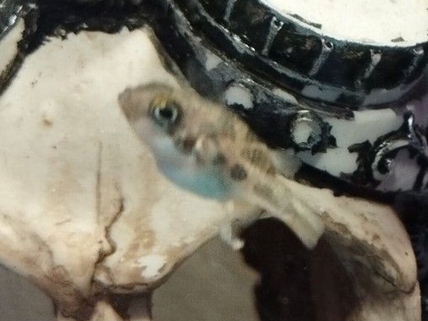 Тетрадон карликовый