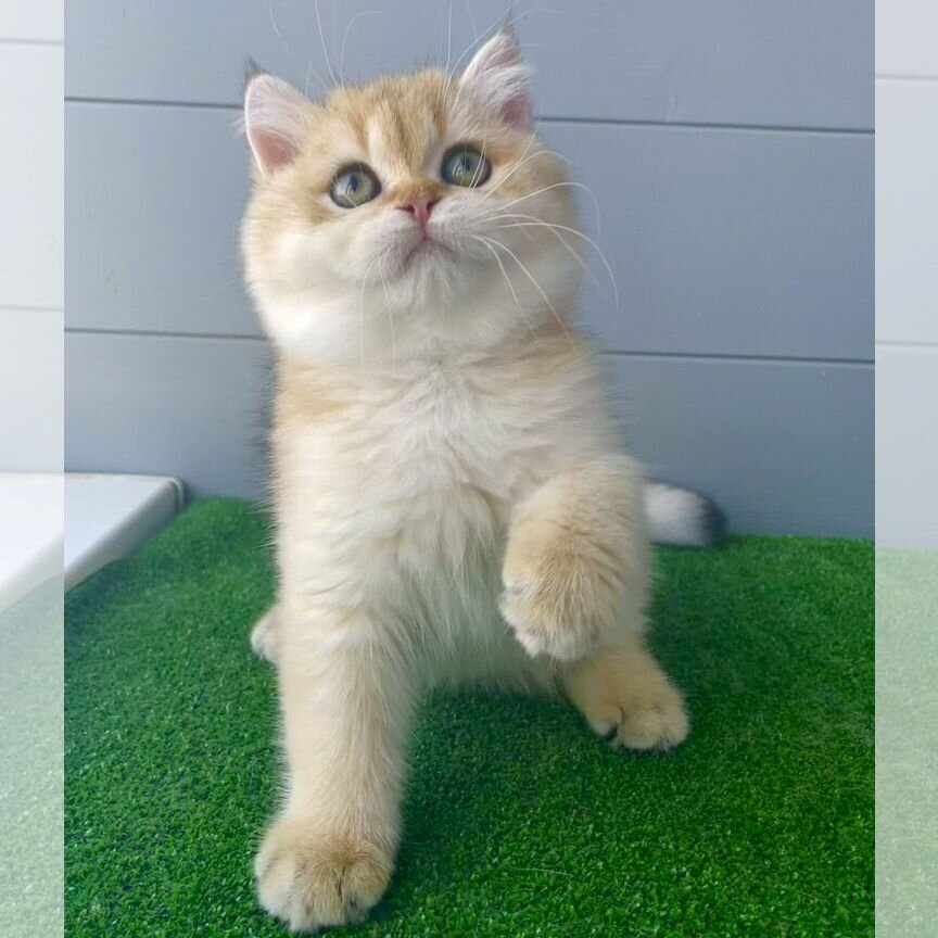 Котята Британская Золотая Шиншилла