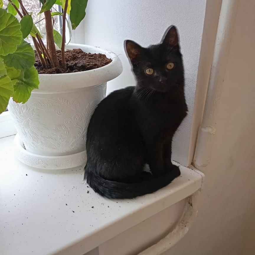 Девочка 2,5 мес с паспортом