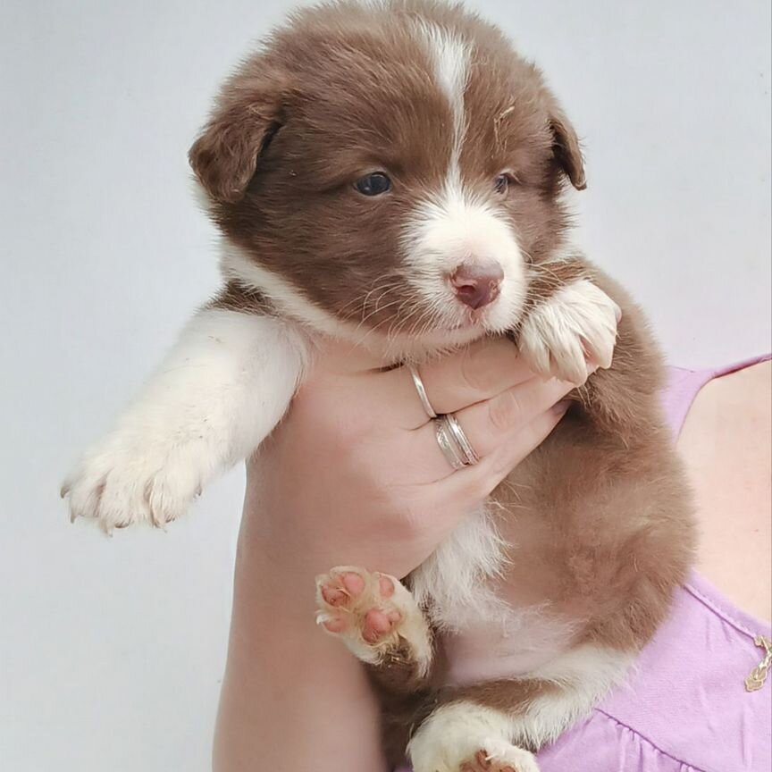 Бордер колли шоколад